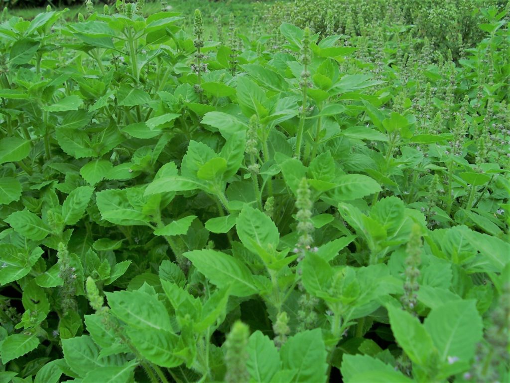 Tulsi or Holy Basil, Benefits & Uses know in details